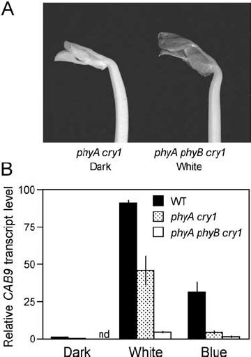 Residual Response To Continuous White Light In The Phya Phyb Cry1 Download Scientific Diagram