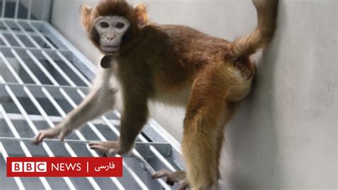 چینی‌ها اولین میمون رزوس را شبیه‌سازی کردند Bbc News فارسی
