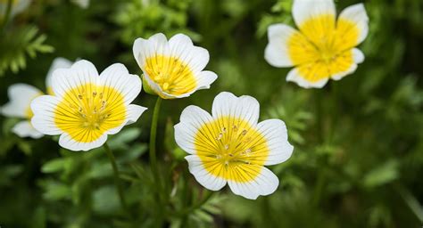 Exploring Meadowfoam Seed Oil Happi