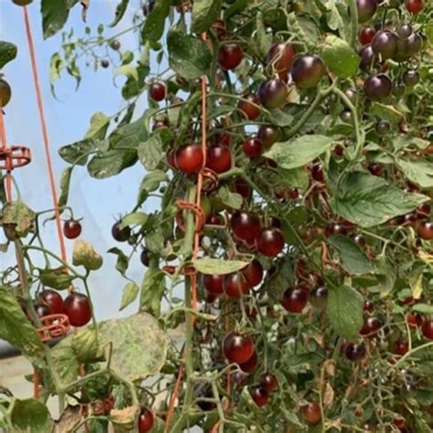 Better Than Candy — Super Sweet Cherry Tomato