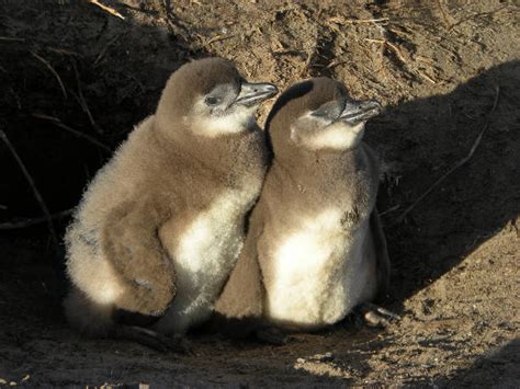 African Penguin Facts Size Habitat Lifespan Pictures