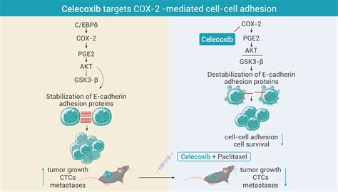 Celecoxib A Selective Cox 2 Inhibitor Can Be Used For Metastatic