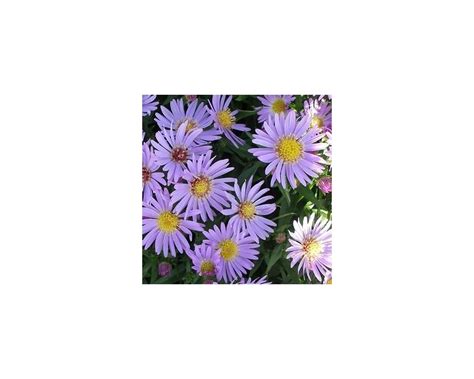 Woods Light Blue Aster