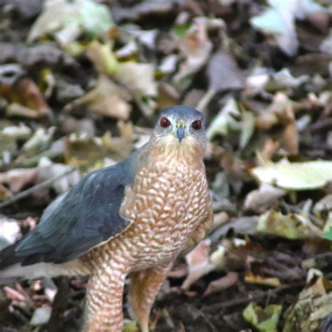 Coopers Hawk Creasey Mahan Nature Preserve