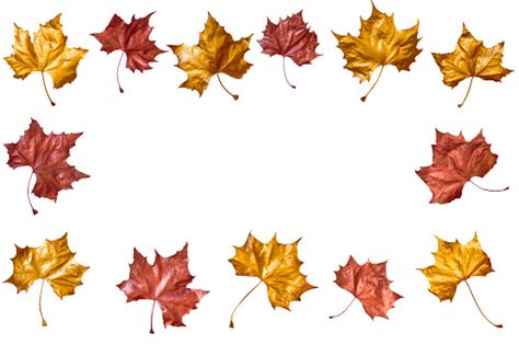 빨간색과 금색 단풍의 가을 경계 흰색 배경에 고립되어 있습니다 공간을 복사합니다 0명에 대한 스톡 사진 및 기타 이미지 0명 10월 11월 Istock