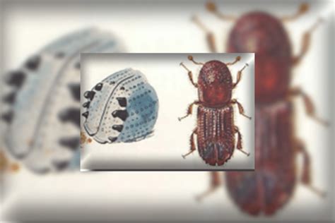 Watch Out For That Tree Beetle Ips Bark Beetles Attacking East Texas