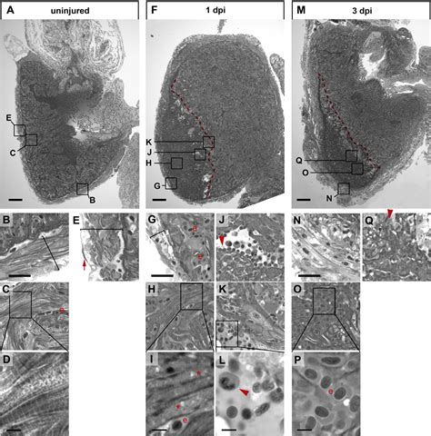Figure 2 From Regeneration Of Cryoinjury Induced Necrotic Heart Lesions