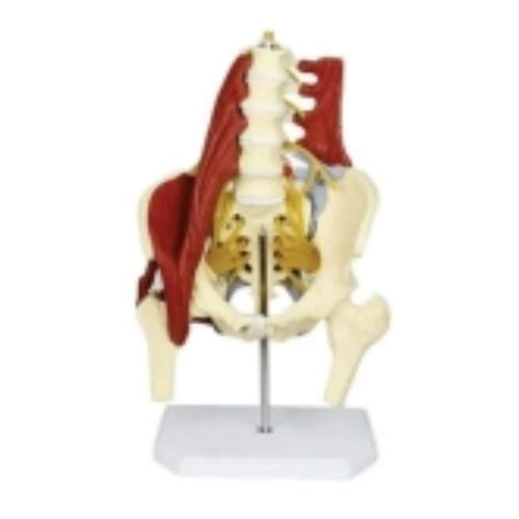 Lumbar Spine With Muscles Parth Sales Corporation