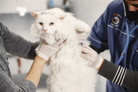 How To Identify Fip Cats Basmi Fip Malaysia Official Website ©️