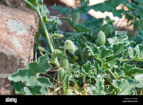 Squirting Cucumber Ecballium With Flowers And Fruits Closeup Stock Photo Alamy