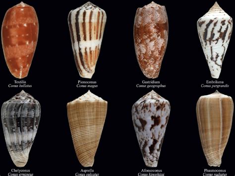 Facts About Geography Cone Snail At Elisa Champagne Blog