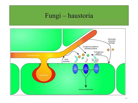 Role Of Pathogen Derived Effector Proteins In Plant Disease And Resistance Ppt