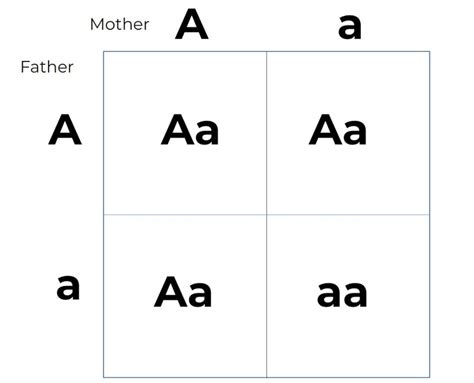 Sickle Cell Anemia Punnett Square