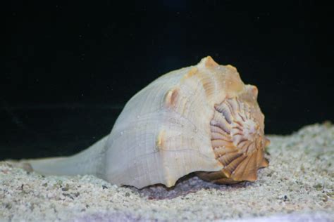 Lightning Whelk Mote Marine Laboratory And Aquarium