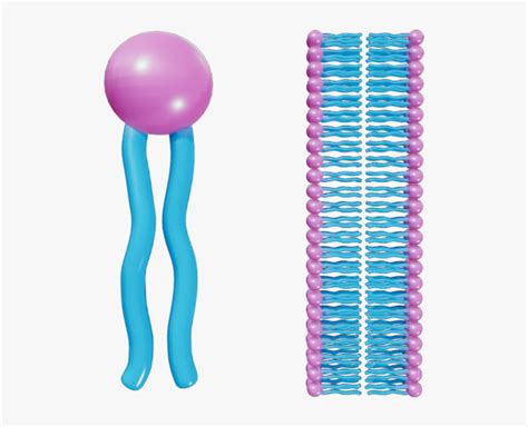 Phospholipid Structure Flippednormals