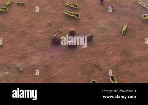 Mycelium Bacteria Stock Videos And Footage Hd And 4k Video Clips Alamy