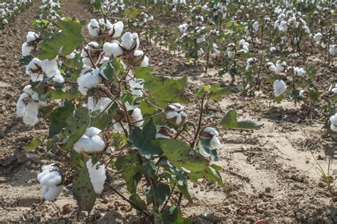 Cotton Plant Field