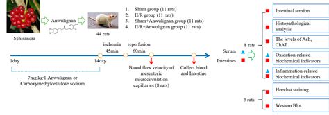 Figure 1 From Anwulignan Ameliorates The Intestinal Ischemia