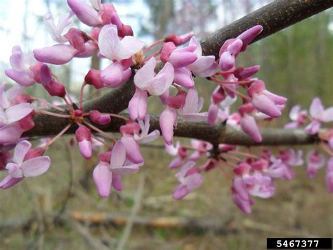 What Is Eating My Eastern Redbud At Cheryl Nicholson Blog