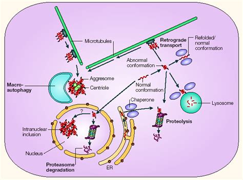 Topic 5 Protein Translation From Rna To Proteins Bs2004 Molecular