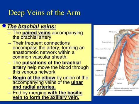 Brachial Vein Deep Median Cubital Vein Anatomy Tributaries