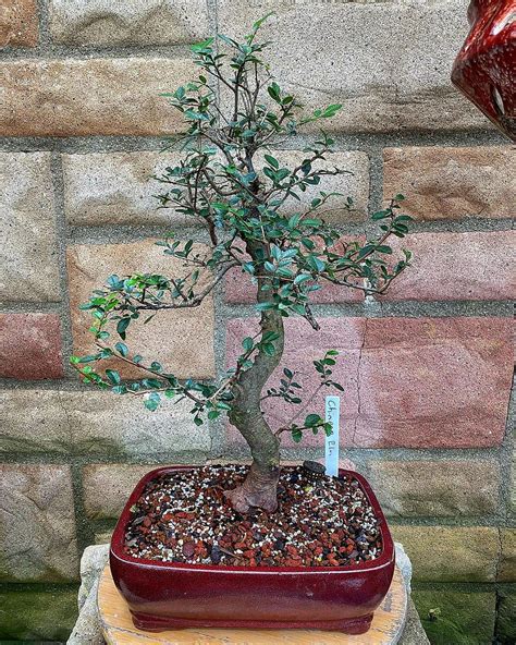 Beginner Bonsai Reminiscent Nursery