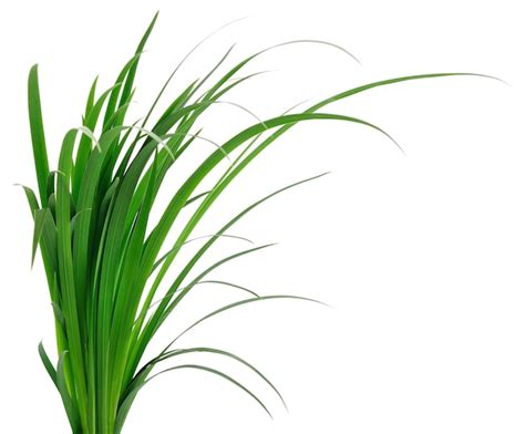 Premium Photo Green Grass Leaves