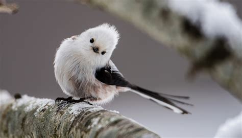 Cutest Bird