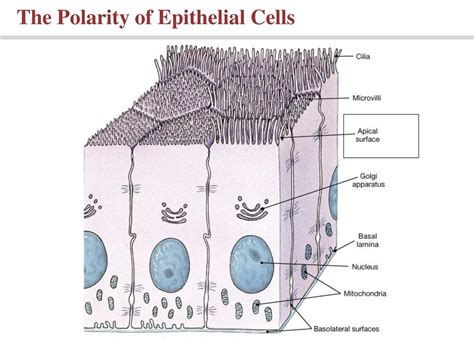 The Tissue Level Of Organization Ppt Download