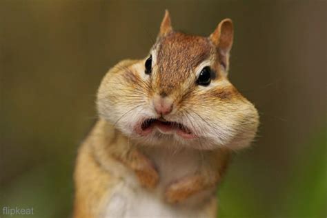 Animals Making Funny Faces