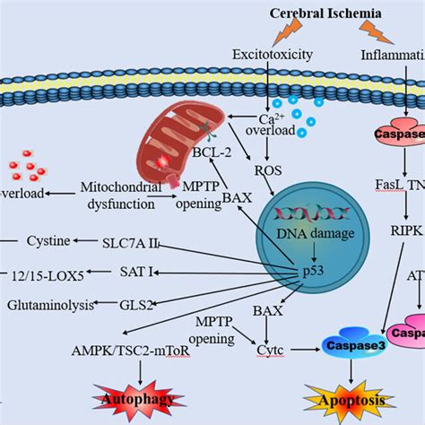 Overview Of The Pathophysiology Of Cerebral Ischemia Download Scientific Diagram