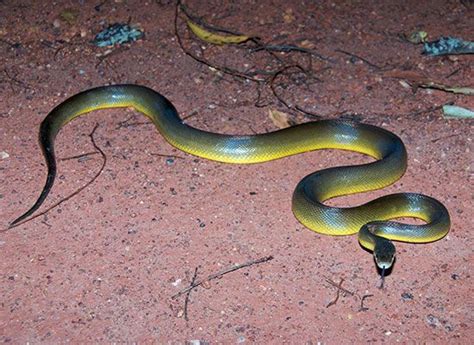 Water Python Water Pythons