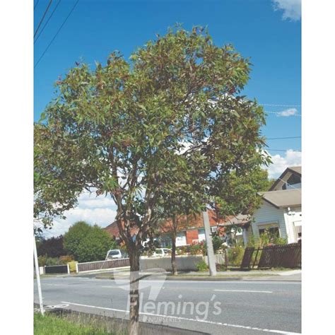 Eucalyptus Leucoxylon Subsp Euky Dwarf