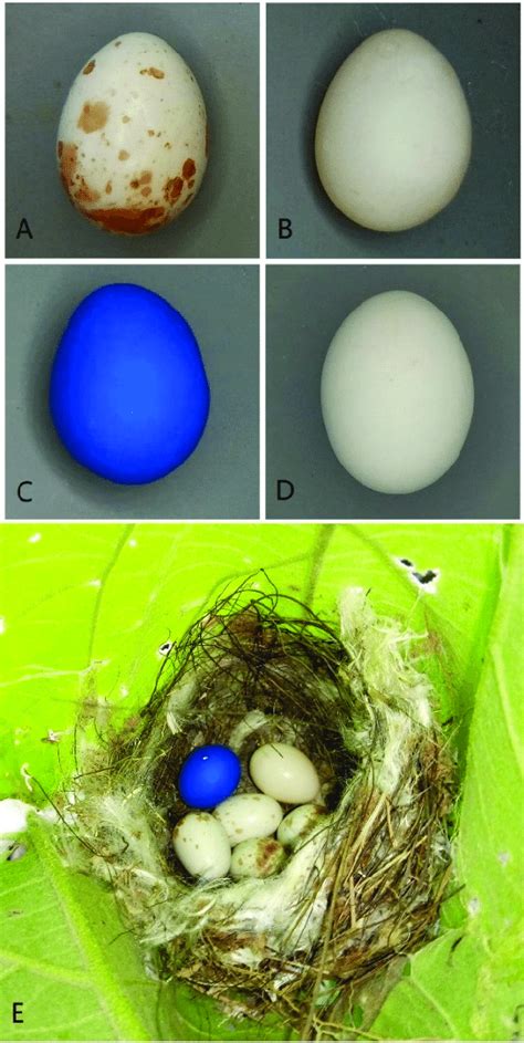 Photographs Of Common Tailorbird Egg A Real White Egg B Blue