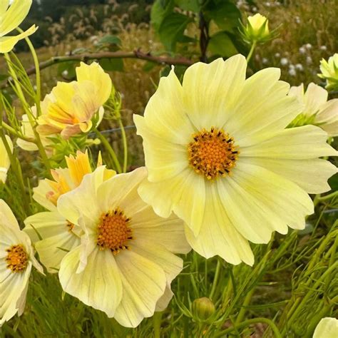 25 Best Yellow Flowers To Light Up Your Landscape 8 Special