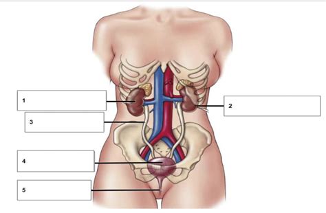 Urinary System Diagram 1 Diagram Quizlet