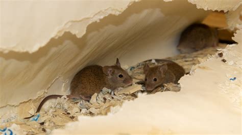 House Mice Infestation