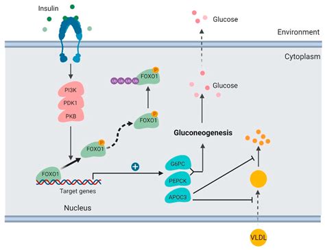 A Review Of Foxo1 Regulated Metabolic Diseases And Related Drug Discoveries