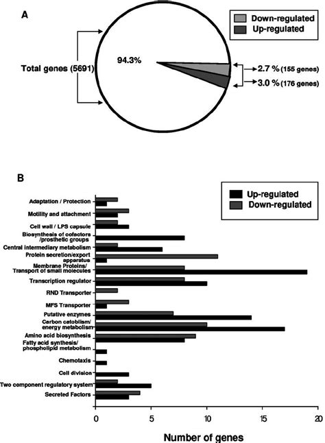 Microarray Analysis Of P Aeruginosa Transcripts From Cells Treated