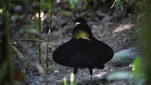 Birds Of Paradise Dance 