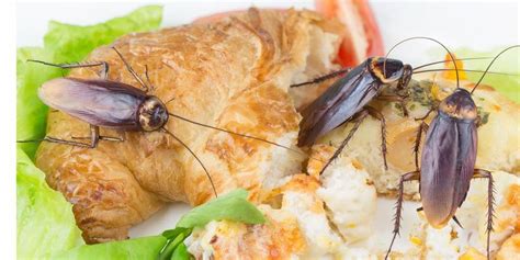 Unconventional Valentines T Name A Cockroach For Love And Fun