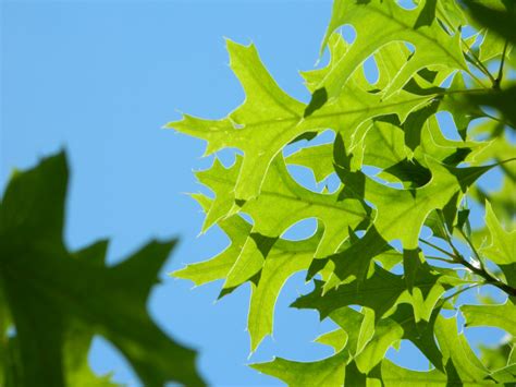 Quercus Rubra Amerikaanse Eik Bloemenpark Appeltern