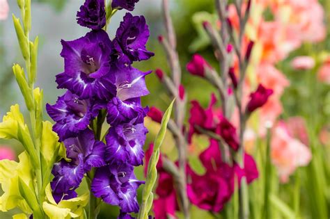 August Birth Flower Gladiolus