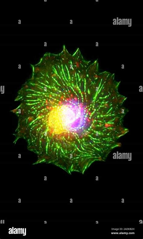 Developing Heart Cell Fluorescence Deconvolution Micrograph