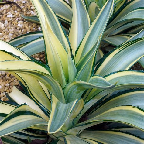 Agave Desmettiana Joe Hoak Century Plant Siteone