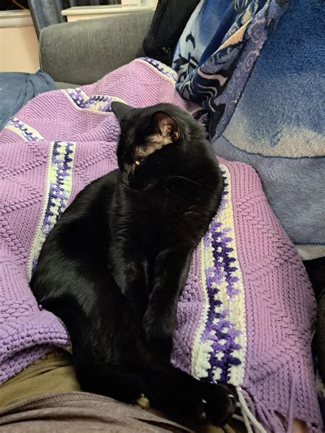 Comfy Kitty Rblackcats Comfy Kitty Rblackcats