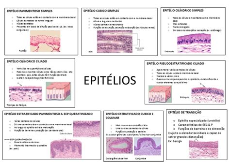 Características E Exemplos Dos Principais Tipos De Epitelio Pdf