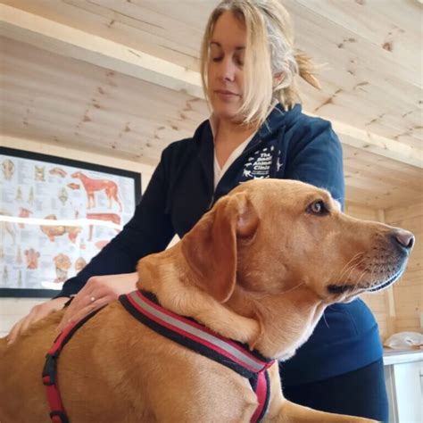 Animal Massage The Small Animal Clinic Norfolk