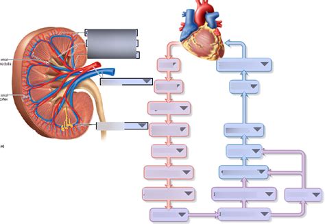 Ch 25 Renal Circulation Diagram Quizlet Ch 25 Renal Circulation Diagram Quizlet