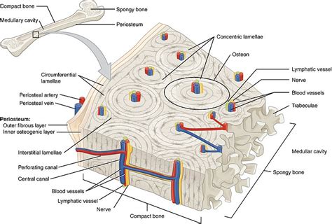 84 Structure Of Bone Biology Libretexts